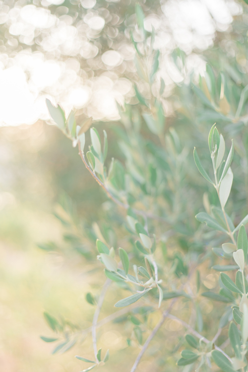 No. 01, Olive Tree - Fine Art Print | Kristin Sautter Photography